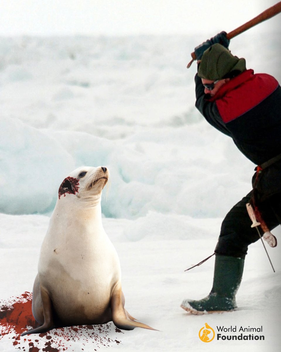 Baby Seals Being Clubbed
