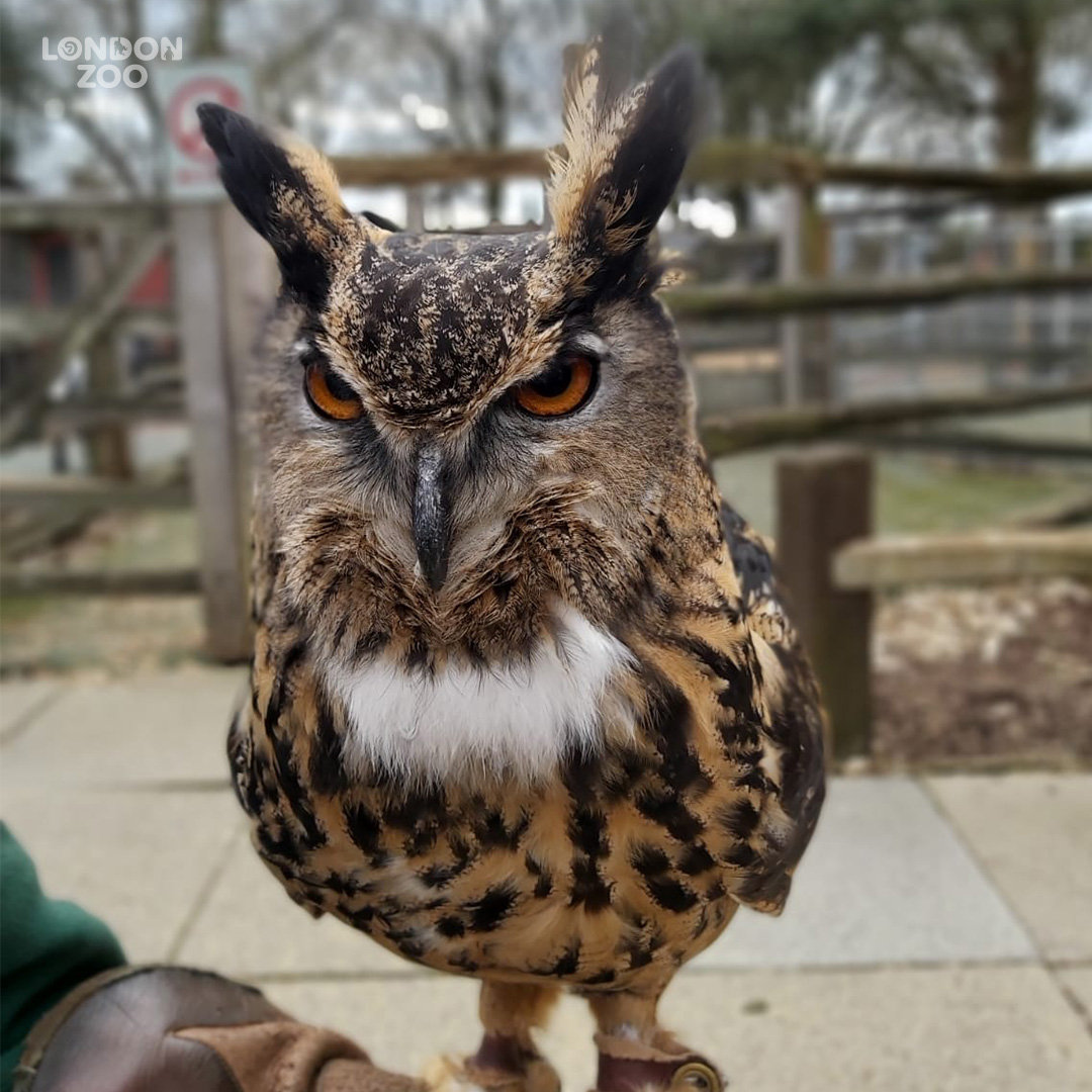 Disappointed Animals