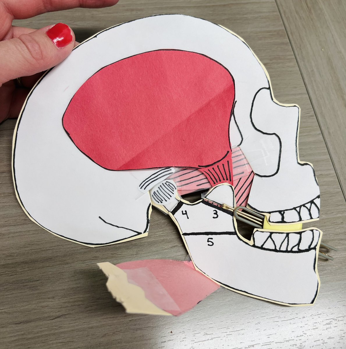 Dissection Cuts at Eden Disney blog