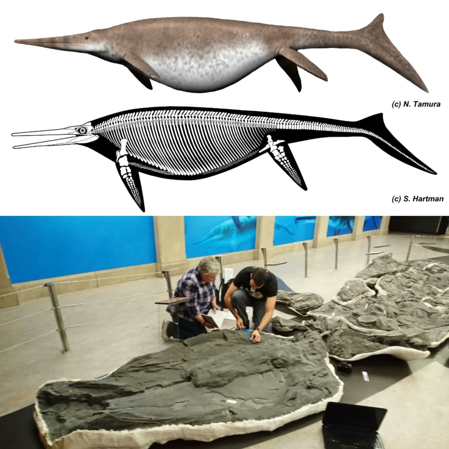 Shonisaurus Skeleton