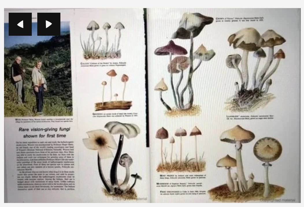 Psilocybin mushrooms, commonly known as magic mushrooms 🍄 Their history ...