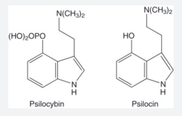 Psilocybin mushrooms, commonly known as magic mushrooms 🍄 Their history ...