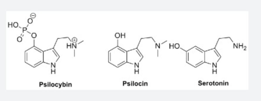 Psilocybin mushrooms, commonly known as magic mushrooms 🍄 Their history ...