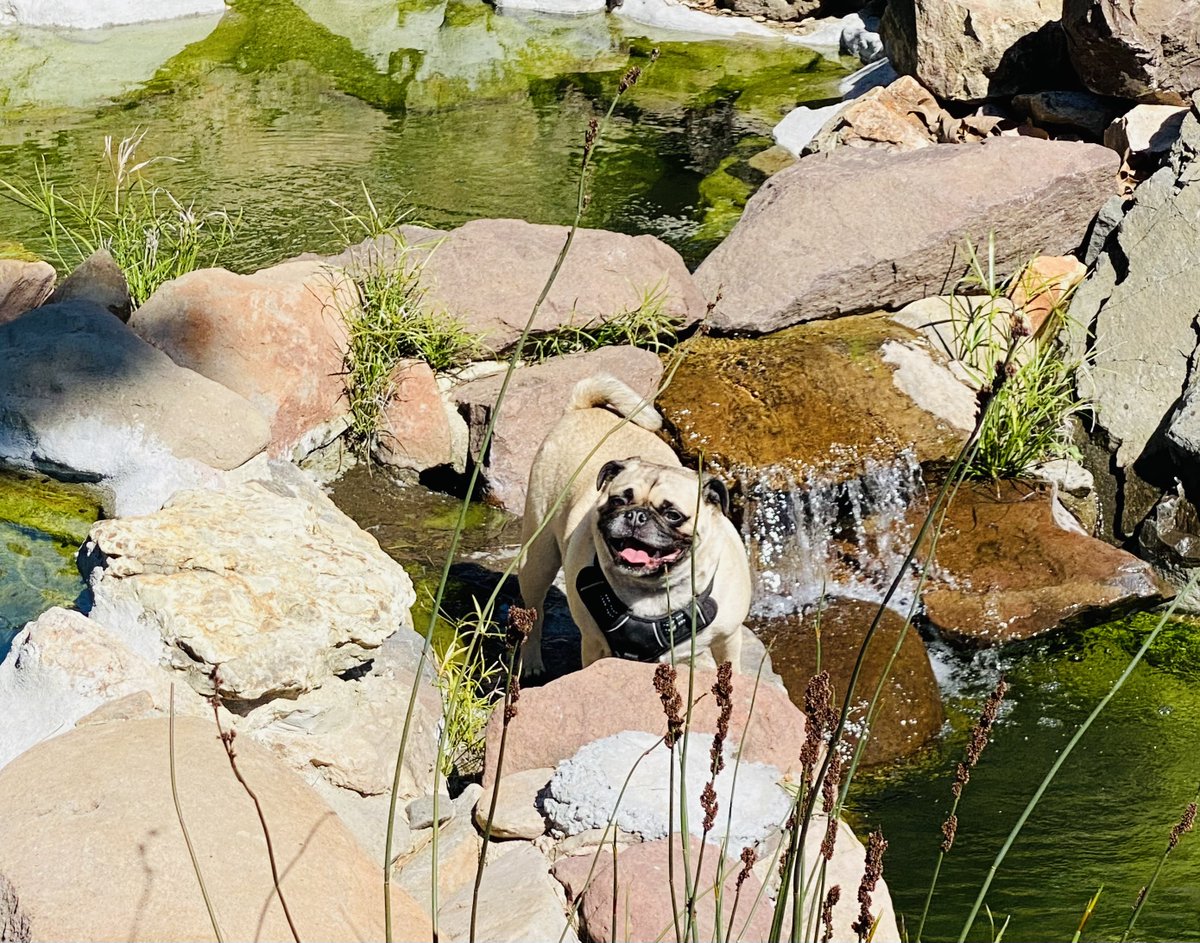 Dana Vespoli on Twitter: "Where’s Pucci?👀🐷"