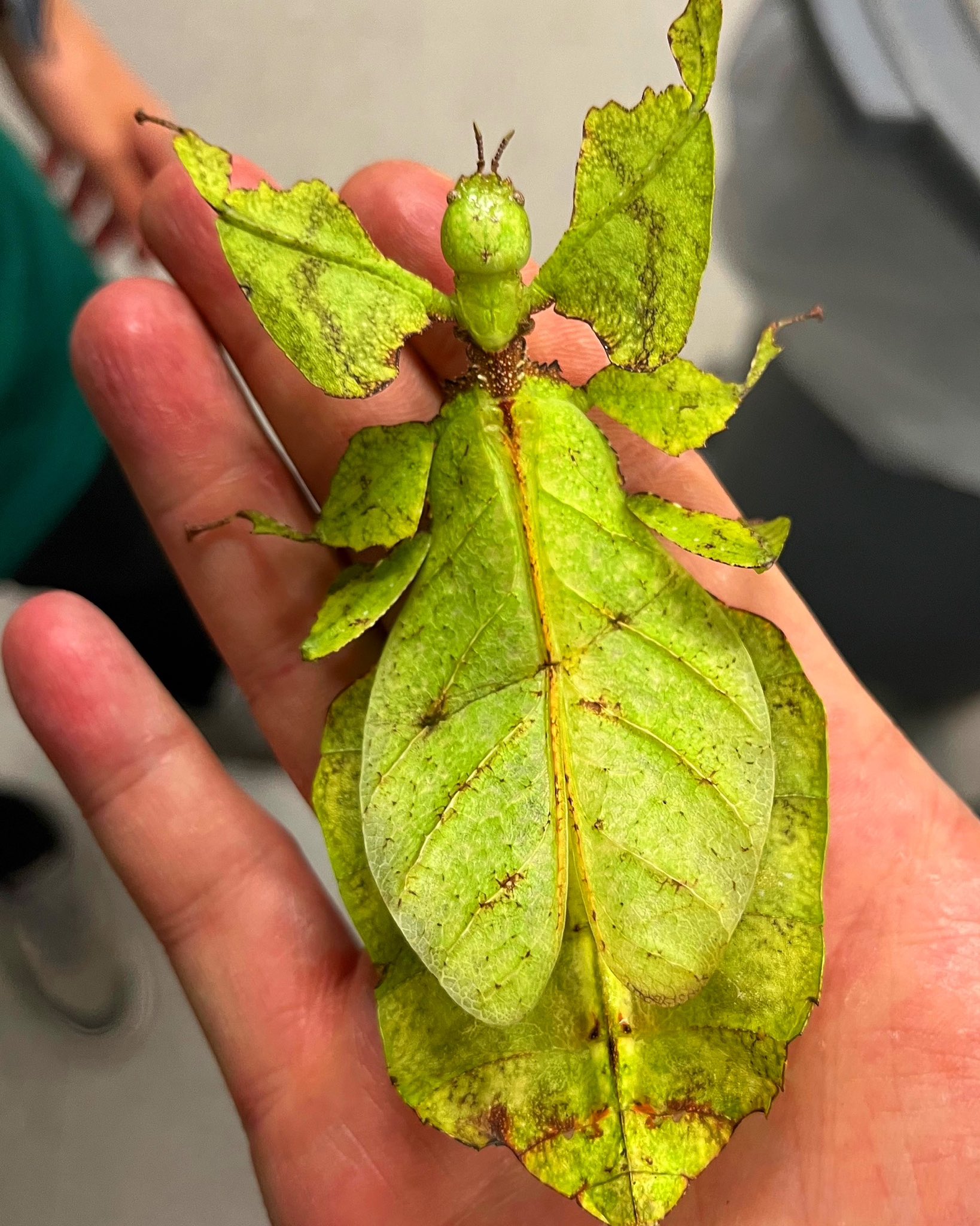 Giant Leaf Insect