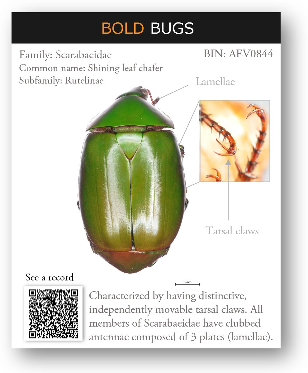 Scarabaeidae Antennae