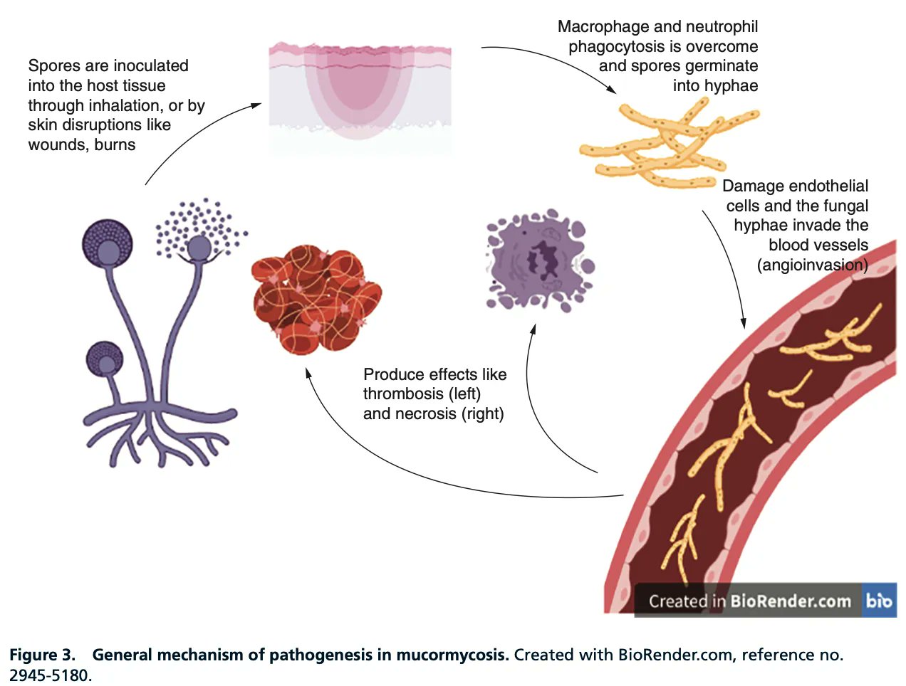 Life Cycle Of Streptococcus Pneumoniae