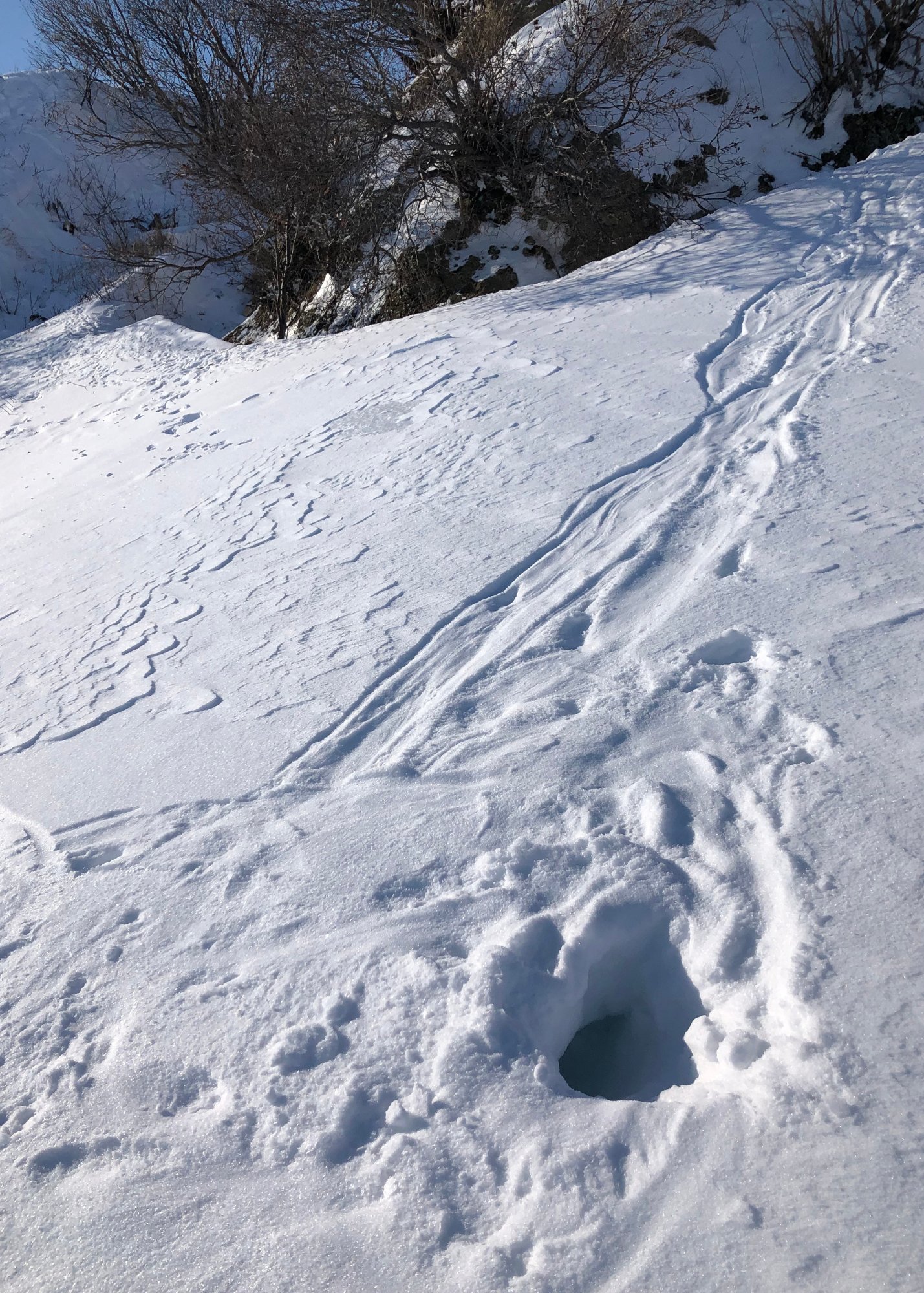 Beaver Tracks In Snow
