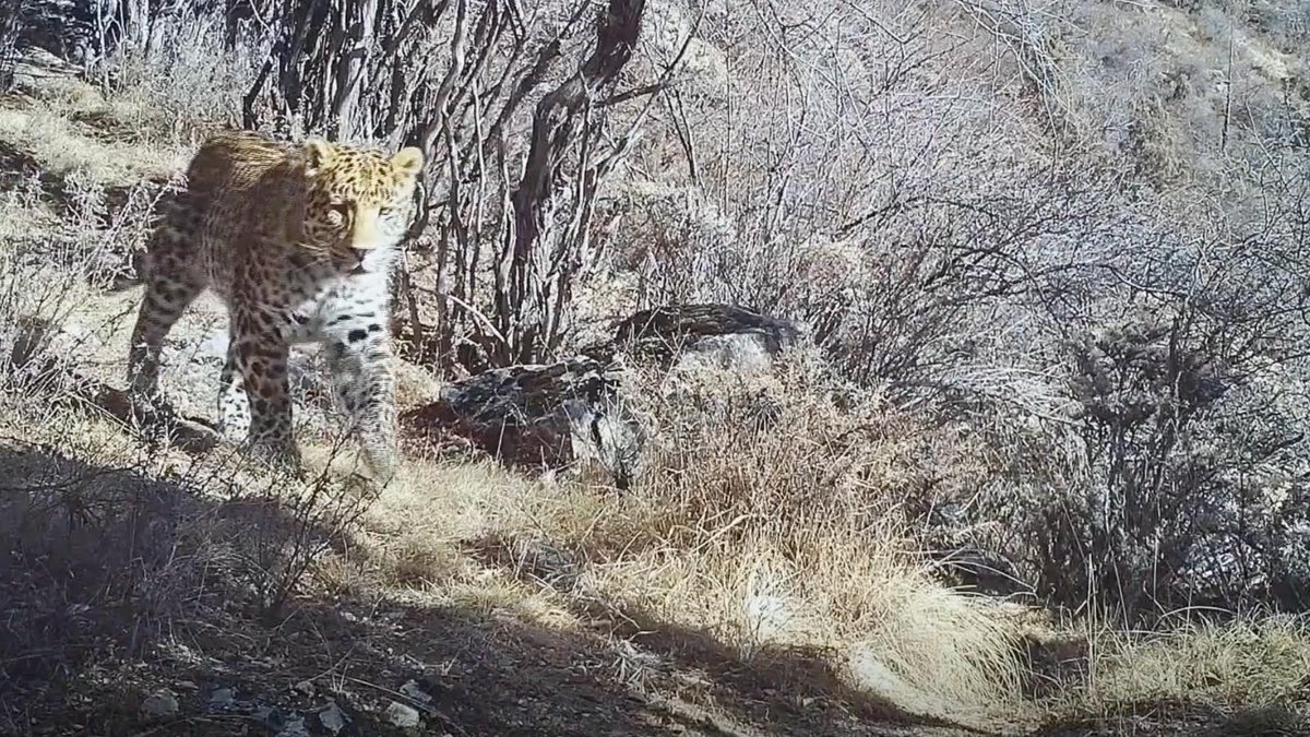 CGTN on Twitter: "A brightly colored leopard was captured on an infrared camera in mountains ...