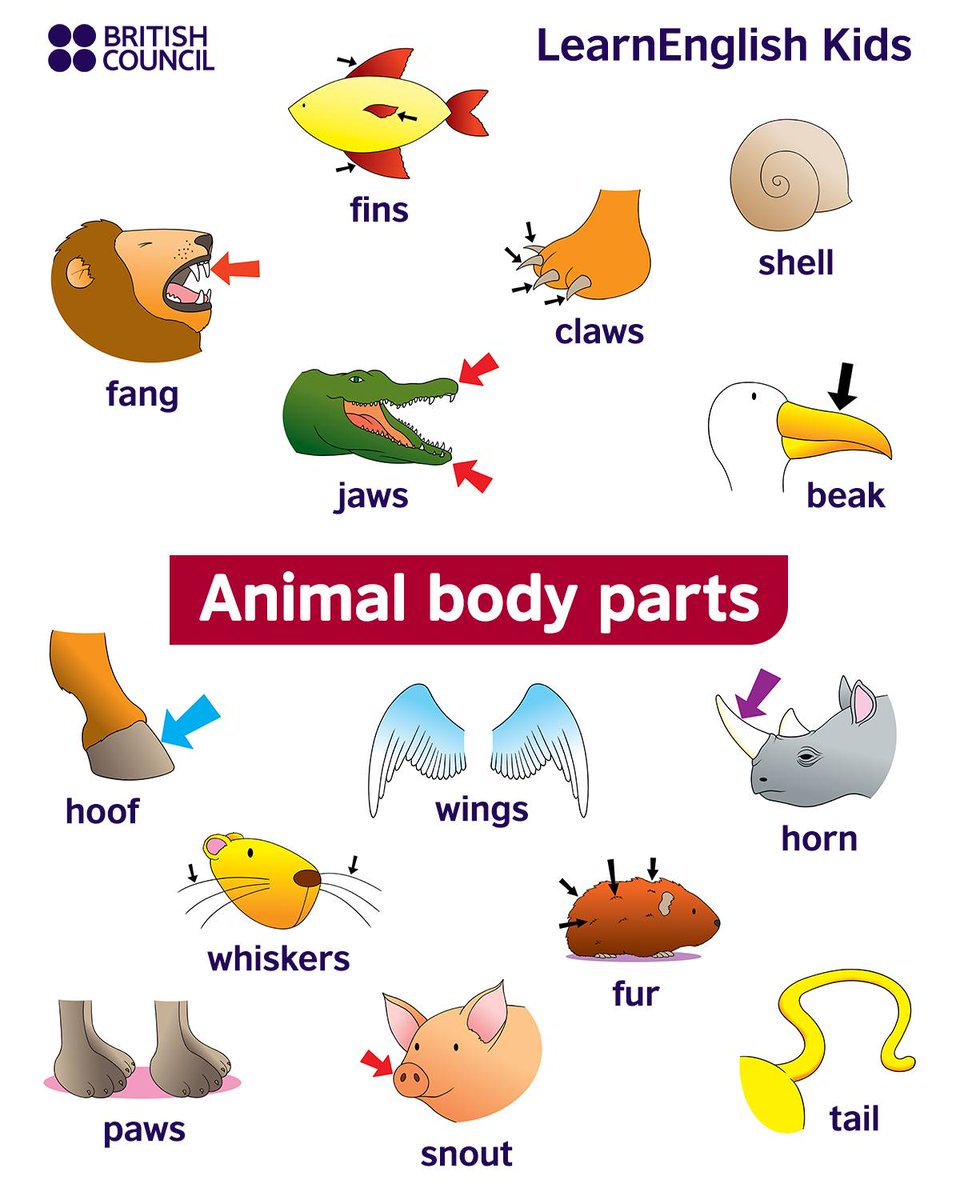 LearnEnglish on Twitter: "📷Print out and use these super flashcards 📷 ...