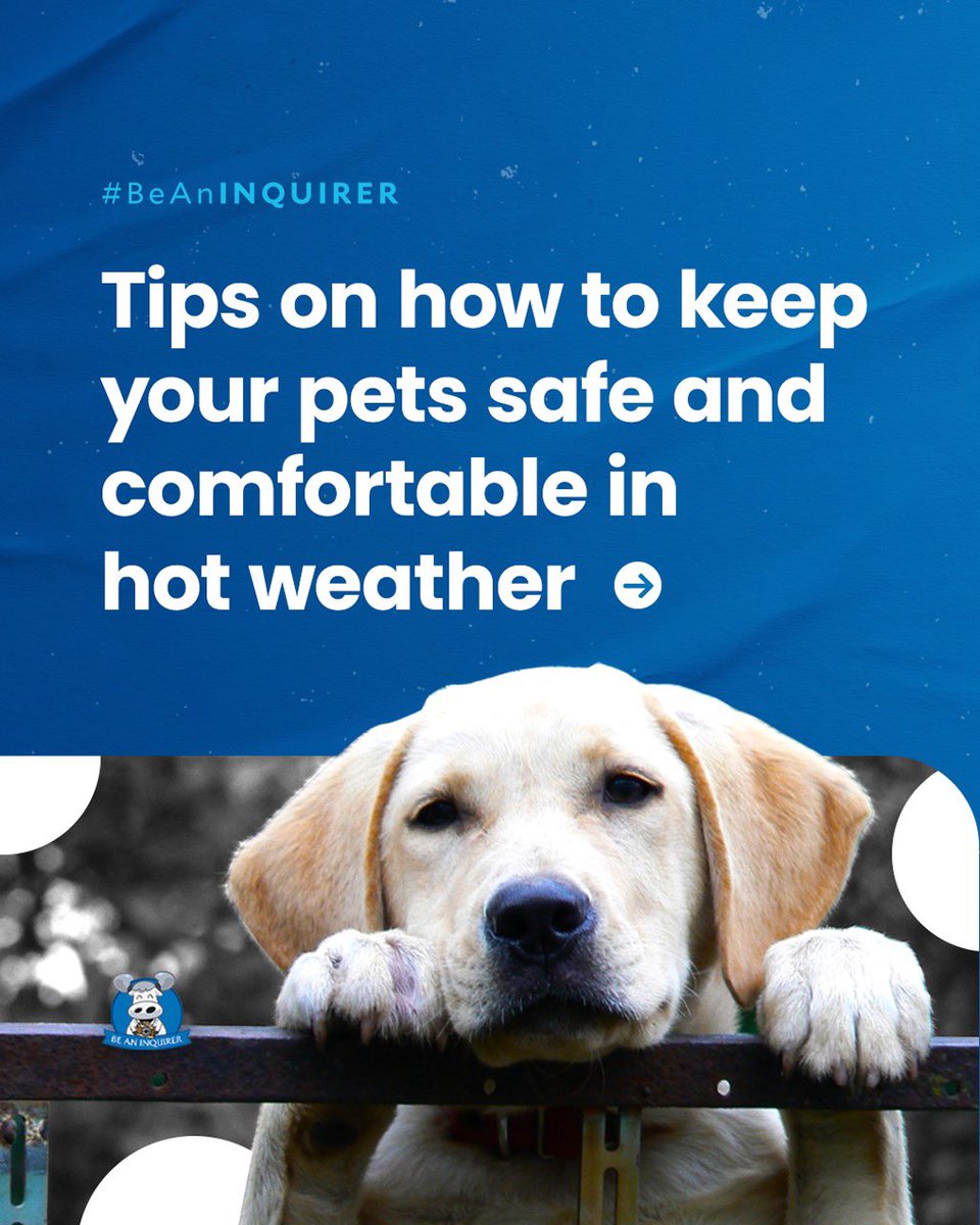 Inquirer on Twitter: "RT @BeAnINQUIRER: ARE YOUR PETS SUMMER READY? ☀️🐾 Hot weather can be "ruff ...