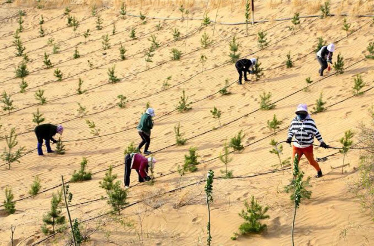 🇨🇳| In China, reforestation is carried out on a giant, massive and ...