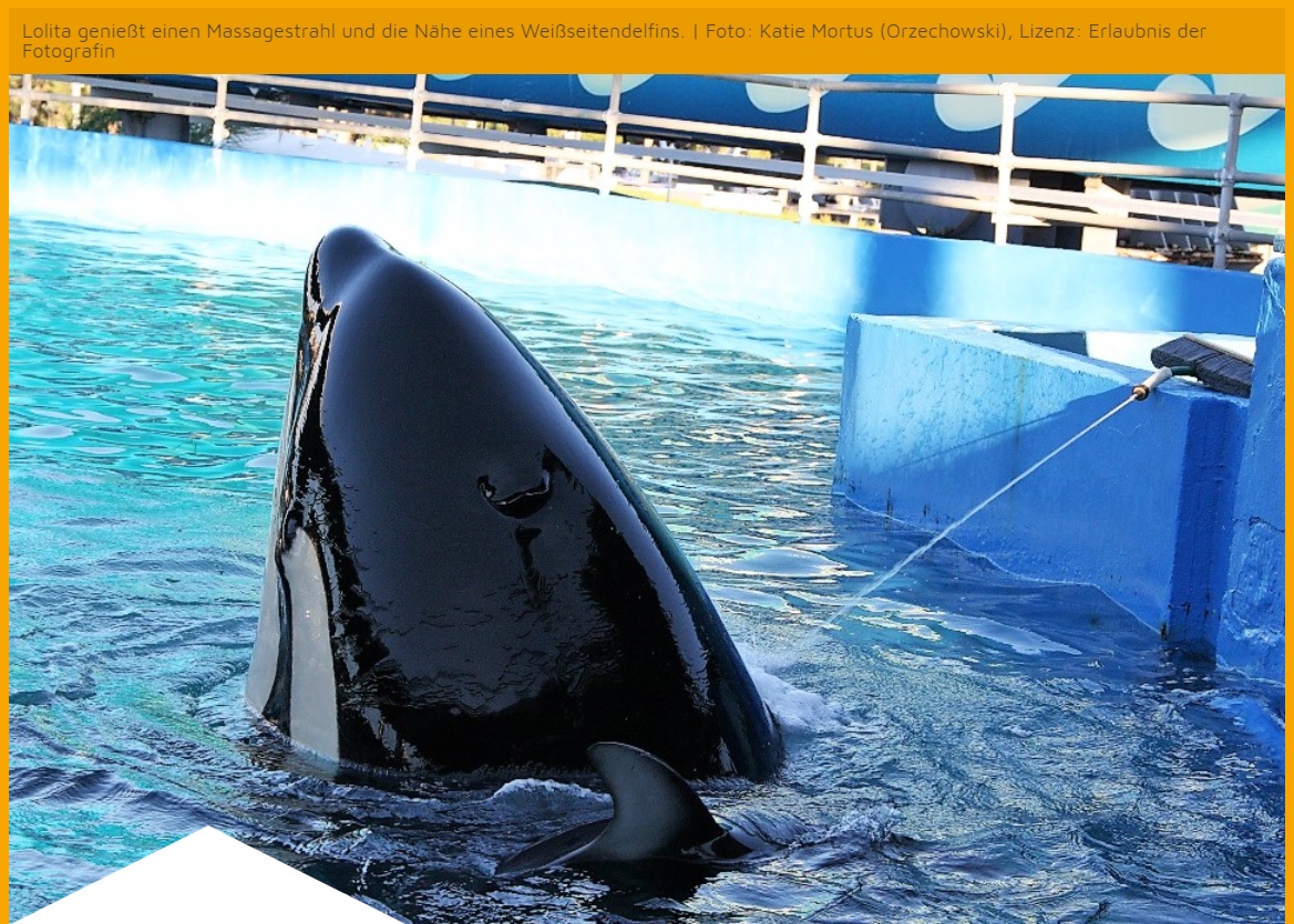 Zoos media On Twitter Former Trainers Want To Save Lolita From zoos-media-on-twitter-former-trainers-want-to-save-lolita-from