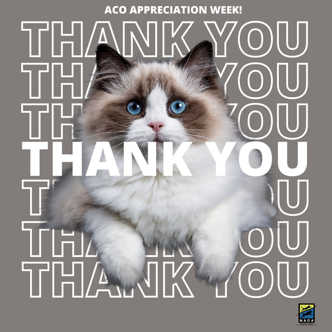 Grumpy Cat Thank You Meme