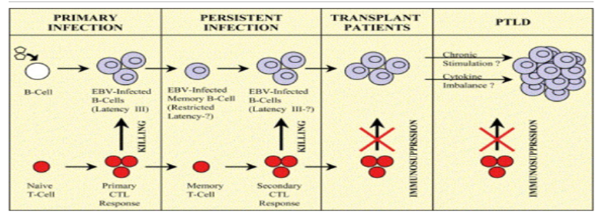 1/ Hi #MedTwitter Let's discuss about Post Transplant ...