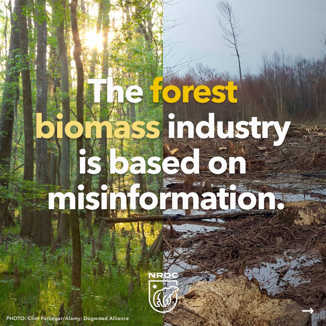 Stop Deforestation Quotes