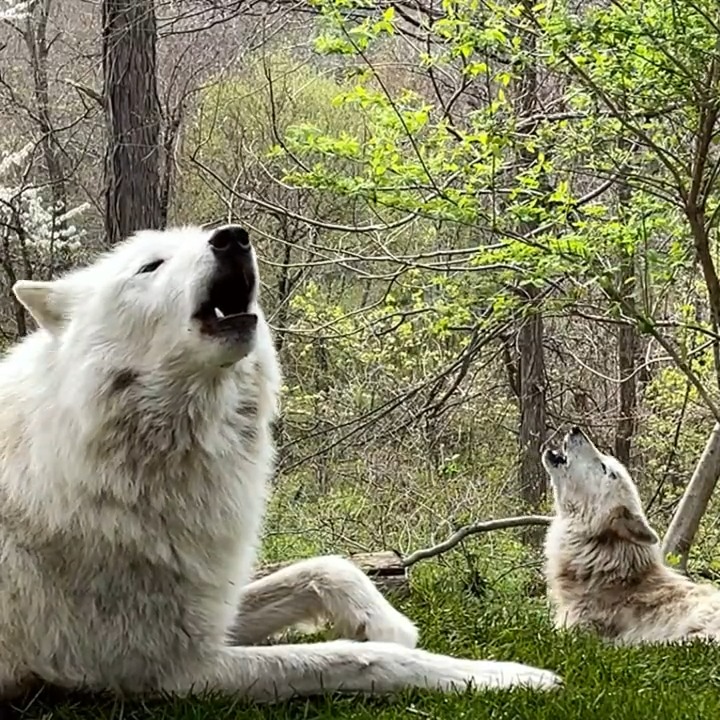 Baby Wolves Howling