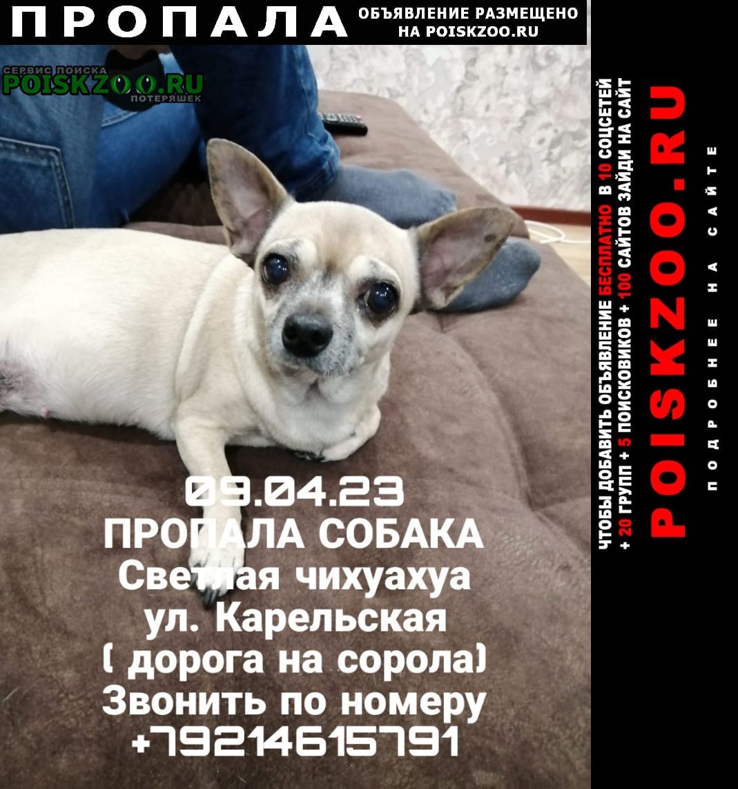 POISKZOO.RU™ on Twitter: "Пропала собака Лахденпохья Подробнее по ссылке: https://poiskzoo.ru ...