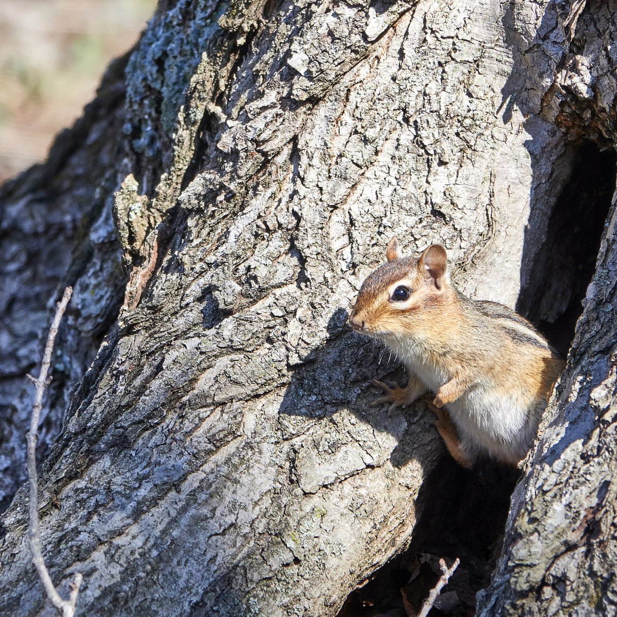 Kashif N Chaudhry on Twitter: "Chipmunk & Northern Cardinal #Spring #NaturePhotography"