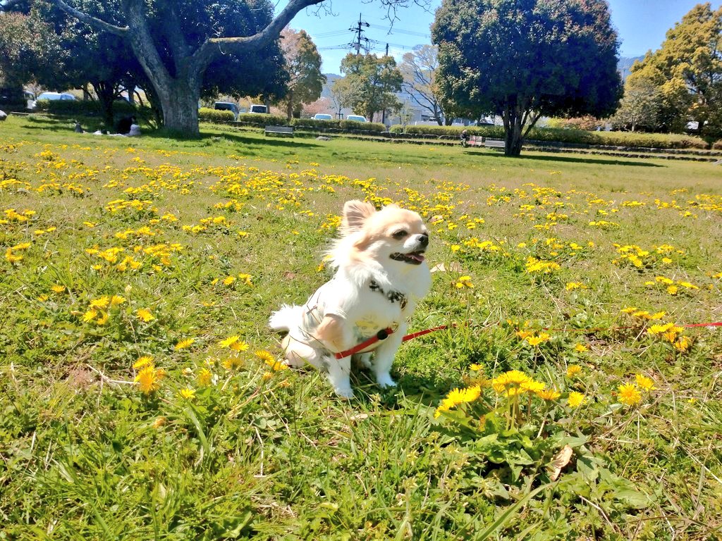 ヨウコ On Twitter 今日は雨だから、お家でのんびりだね🐶💛😊