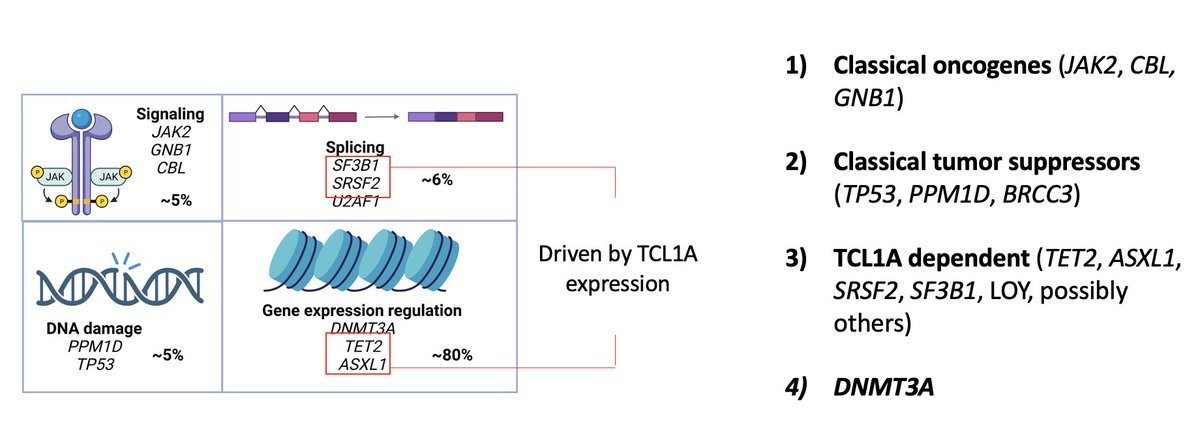 Clonal hematopoiesis is an expansion of blood stem cell clones caused ...