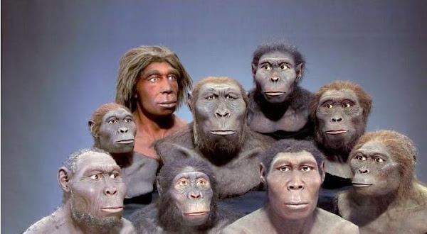 #اذا_سقط_التطور_سقط_الالحاد اول البشر على الارض‼️ انسان "Homo habilis ...