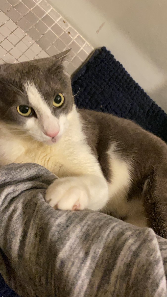 Soggy Cat enjoyer on Twitter: