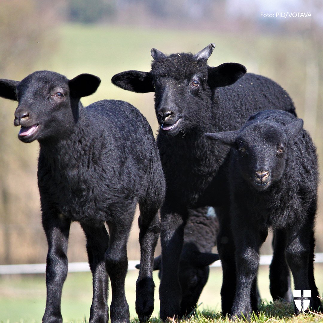 Stadt Wien on Twitter: "Mäh-Start für die Insel-Schafe! 🐑🤗 Bahn frei für Lotti, Hannerl, Rudolfa ...