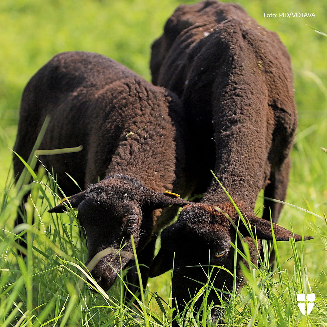 Stadt Wien on Twitter: "Mäh-Start für die Insel-Schafe! 🐑🤗 Bahn frei für Lotti, Hannerl, Rudolfa ...