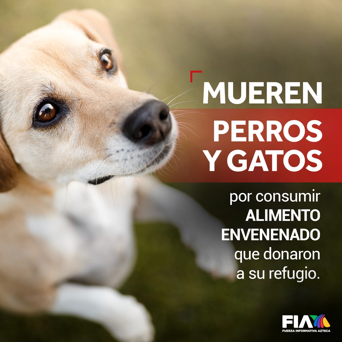 Fuerza Informativa Azteca On Twitter ¡no Tienen Madre 😡 𝗘𝗡𝗩𝗘𝗡𝗘𝗡𝗔𝗡 𝗔