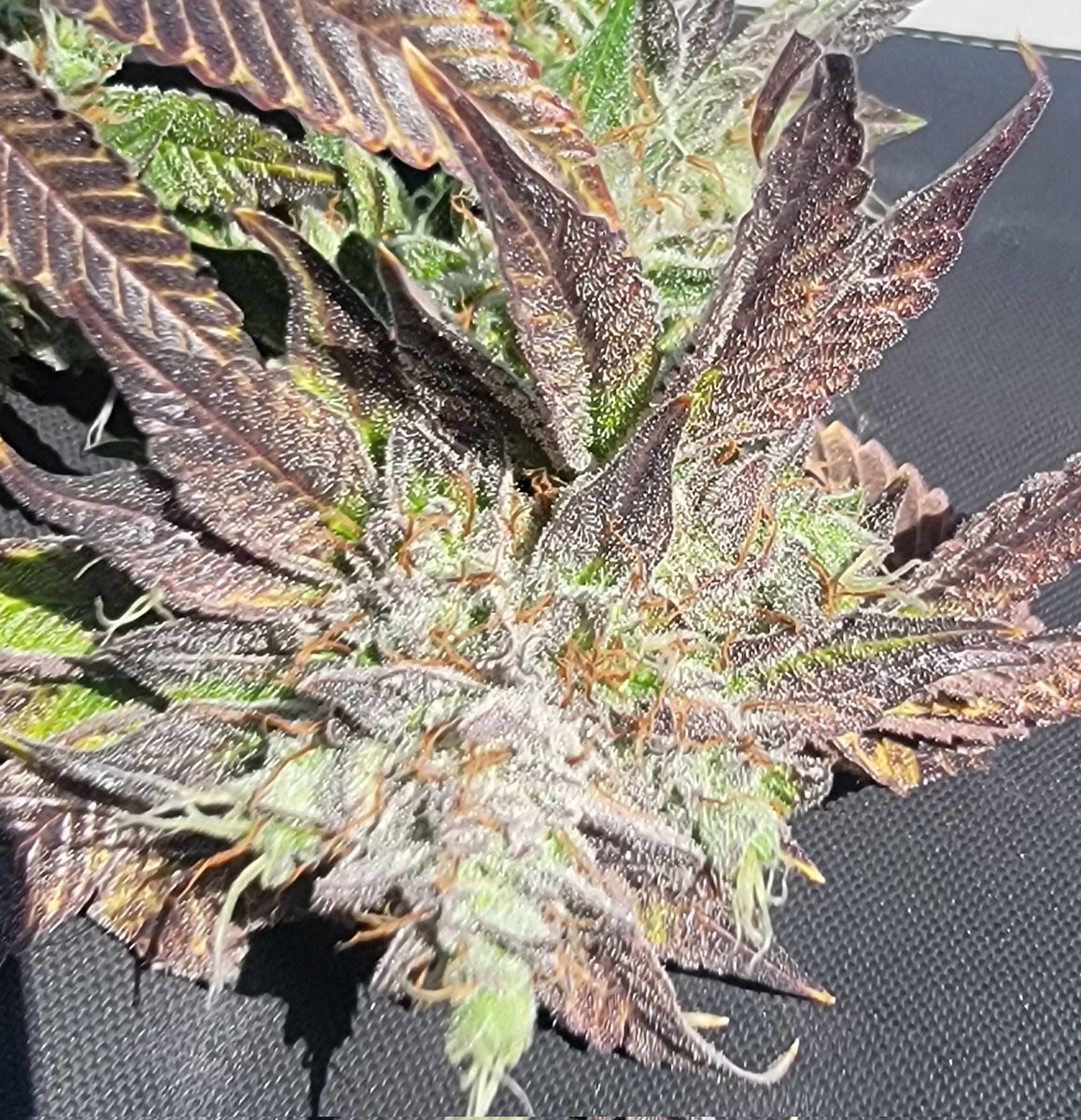 0420 on Twitter: "Katsu Bubba Kush, one of the 2 bubba kush "elite" clones from the 90's. I've ...