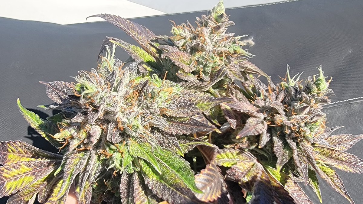 0420 on Twitter: "Katsu Bubba Kush, one of the 2 bubba kush "elite" clones from the 90's. I've ...