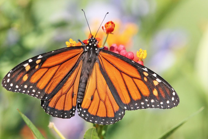 DÓNDE IR on Twitter: "¿Te gustan las mariposas? 🦋 Te armamos un listado ...