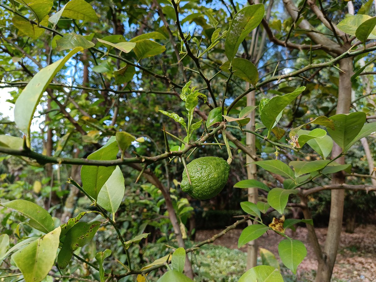 There are 2 main varieties of lemon grown in Kenya: -Acid lemons ...