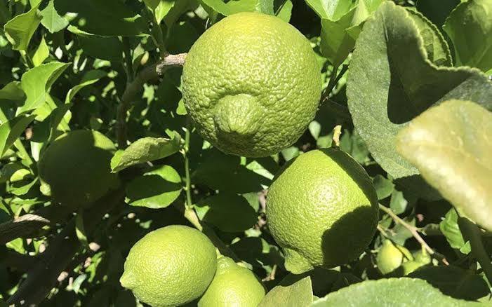 There are 2 main varieties of lemon grown in Kenya: -Acid lemons ...