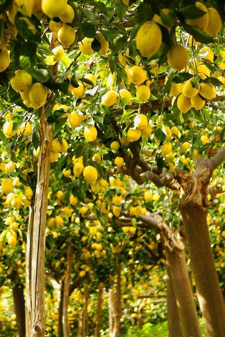 There are 2 main varieties of lemon grown in Kenya: -Acid lemons ...