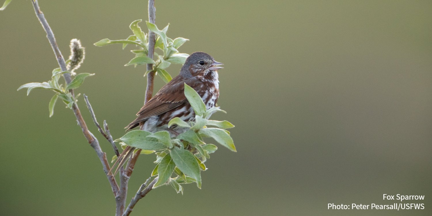 Did you know 58% of the entire Fox Sparrow population breeds in the ...