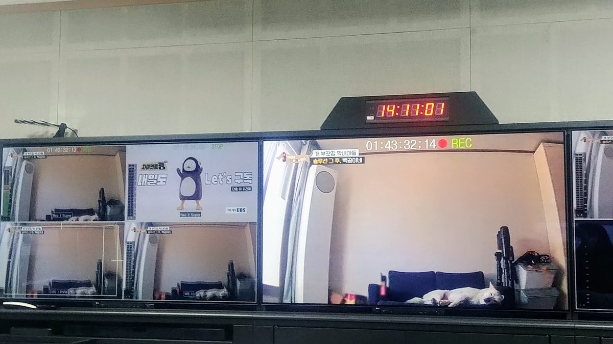 anan 김치펭🐧💙 on Twitter: "20230406 EBS 견학 🐧💙 (6) #EBS펭수거 #펭수 #pengsoo #펭템 #텔레비전방송국"