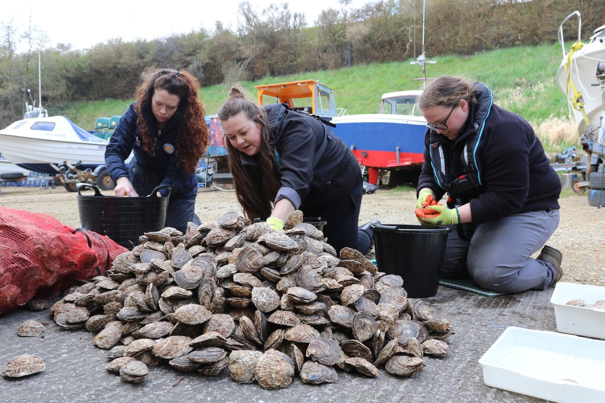 News – Wild Oysters project