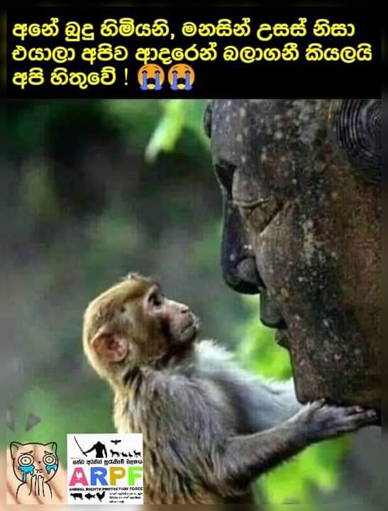 Sinhala Comments Monkey