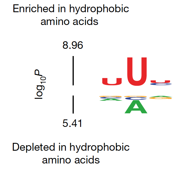 Hydrophobic Amino Acids