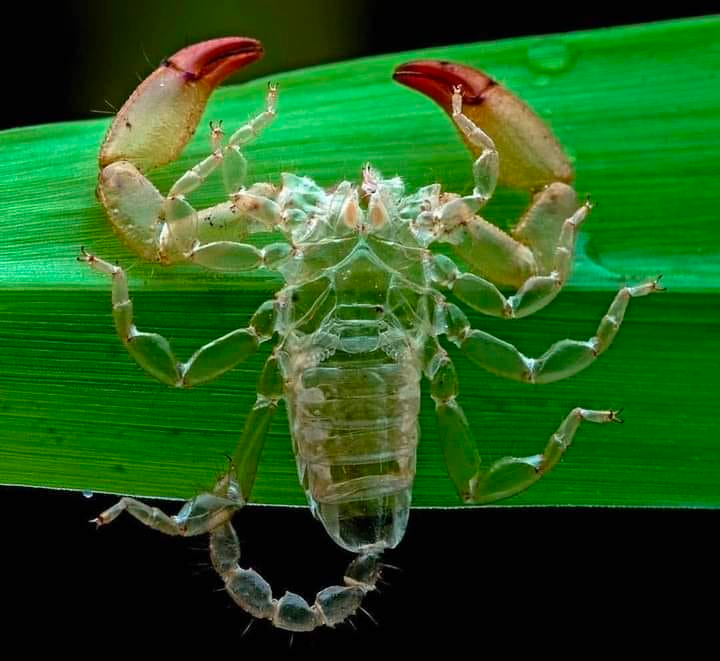 Enséñame de Ciencia on Twitter: "Una exuvia bien conservada."