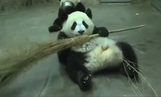 KANDLΞ🕯 on Twitter: "🐼| Top Sweeps This Week |🐼 8 Panda Sweep - $22,279 14 Panda Sweep - $40,451 ...