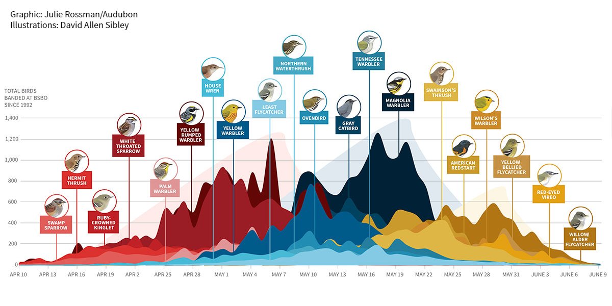 The wave theory of bird migration holds that bird species tend to show ...