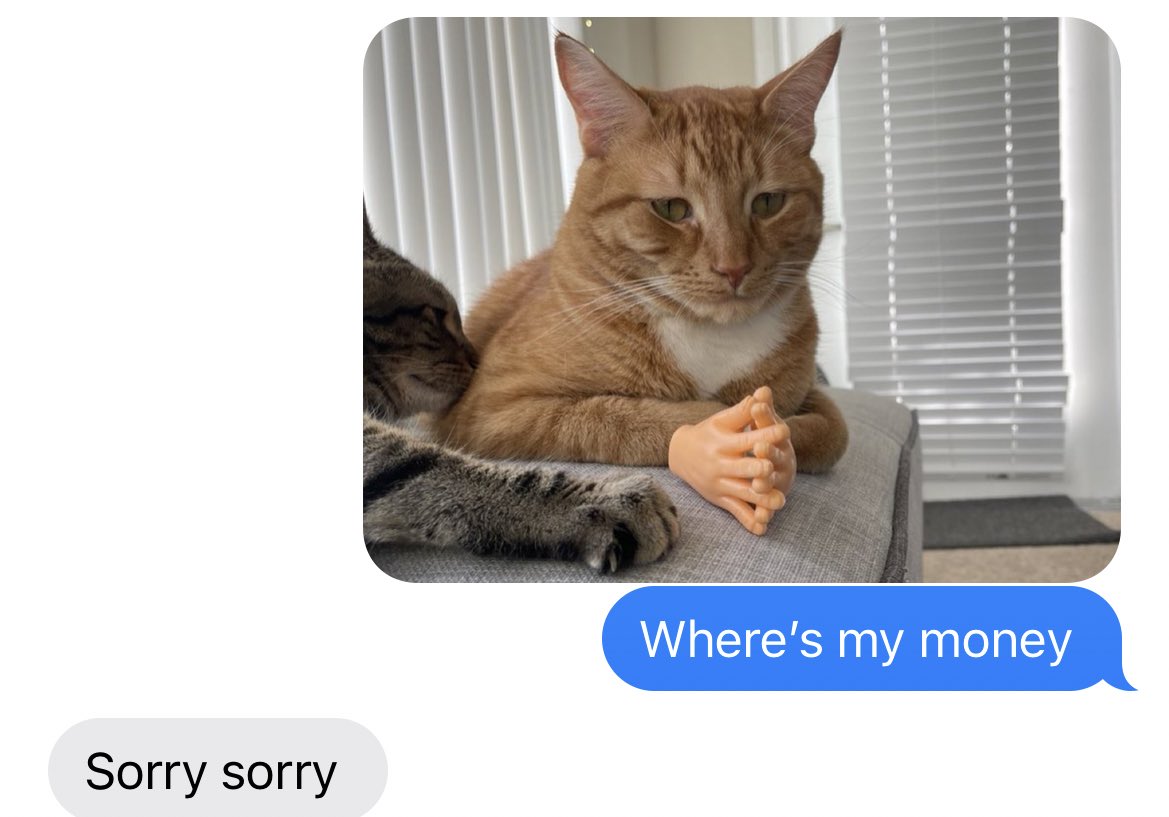 Venetian Blind Cat Meme