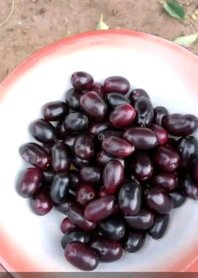 Thread!! Some of Zambian indigenous fruits/nuts you might want to try ...