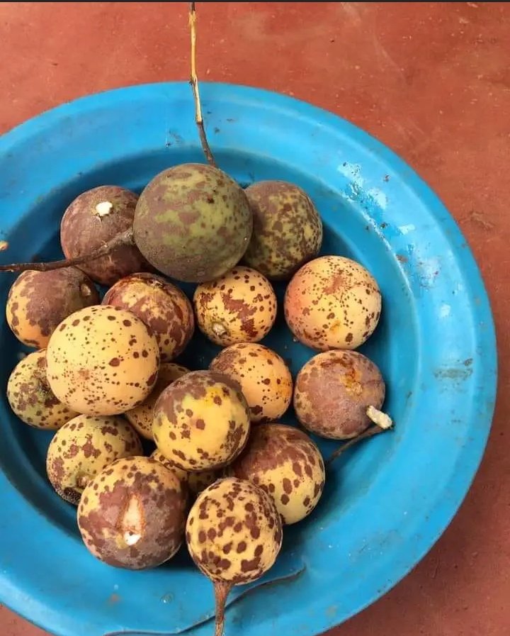 Thread!! Some of Zambian indigenous fruits/nuts you might want to try ...