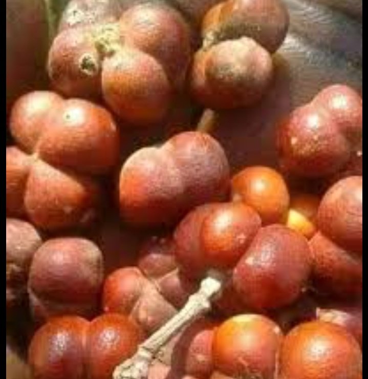 Thread!! Some of Zambian indigenous fruits/nuts you might want to try ...