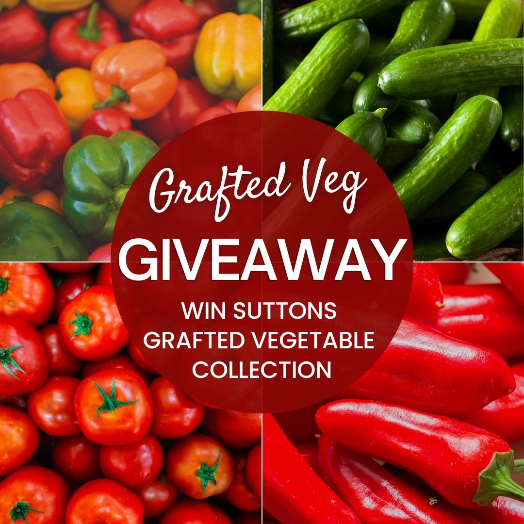 Suttons on Twitter: "#WIN Suttons grafted vegetable plants 🥒🍅 https://bit.ly/41bkQ30 Three ...