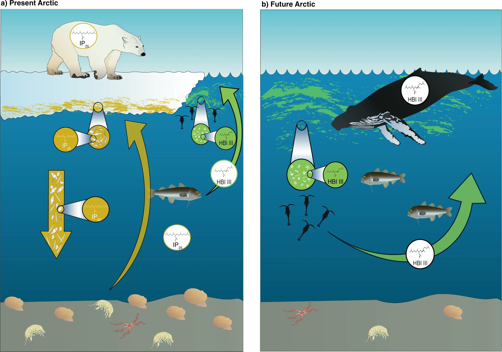 Arctic Marine Food Web